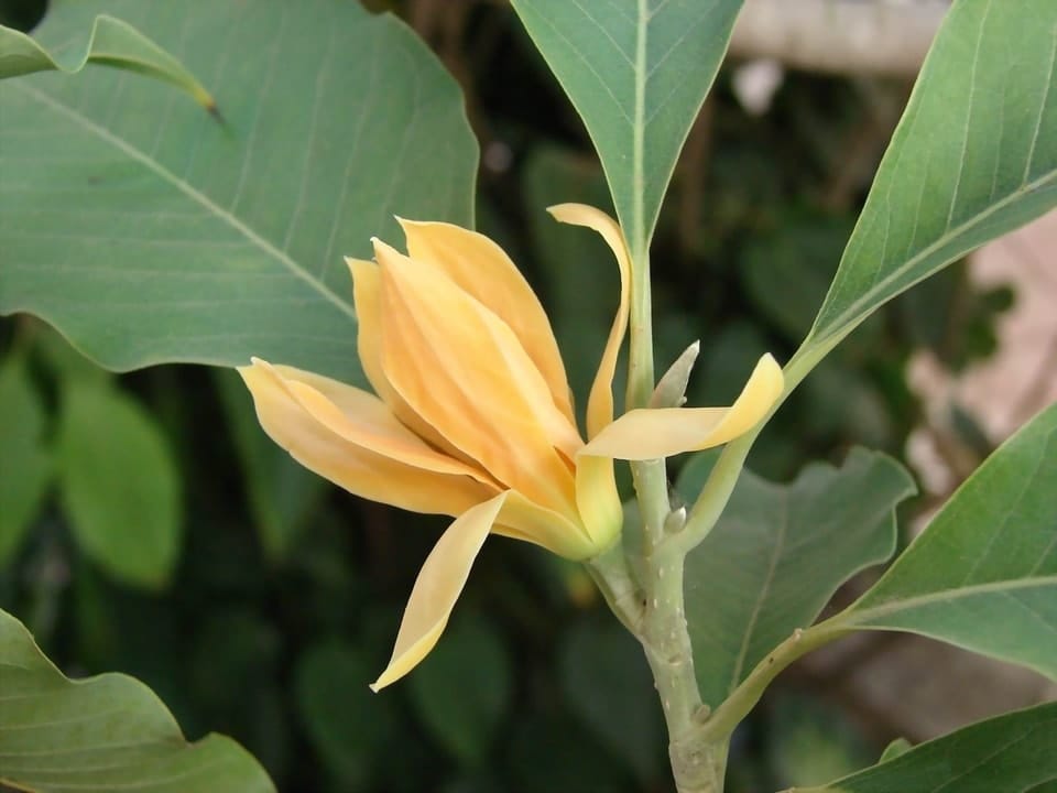 ചെമ്പകവും പ്രണയവും - Aksharathalukal